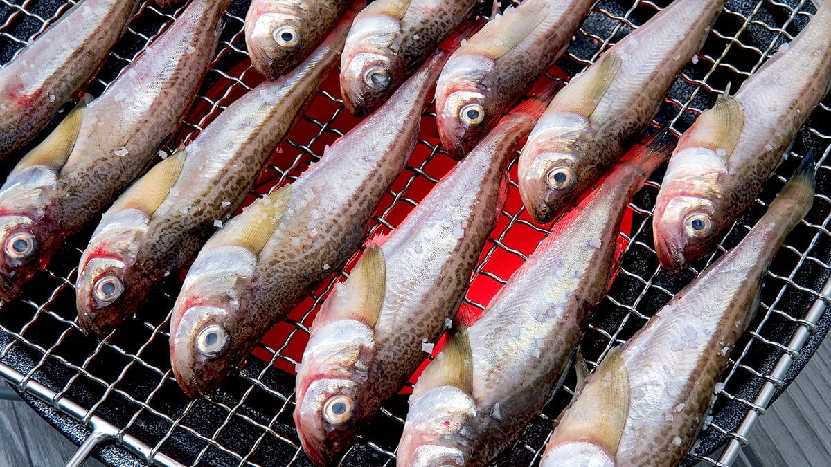 “겨울 생선이 왜 여름에?” 어민들도 놀란 '도루묵' 생선의 출현 - 푸드레시피